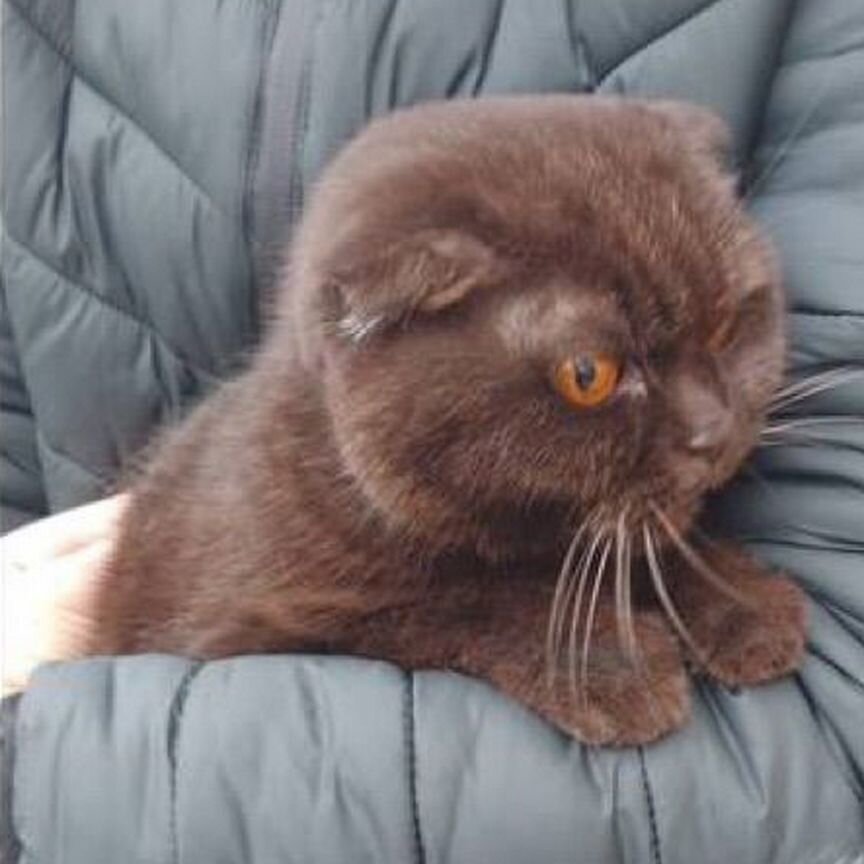 Отдам в добрые руки