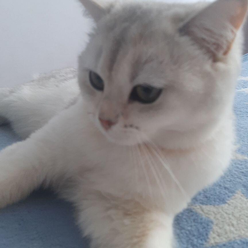 Шотландский кот не кострирован молодой