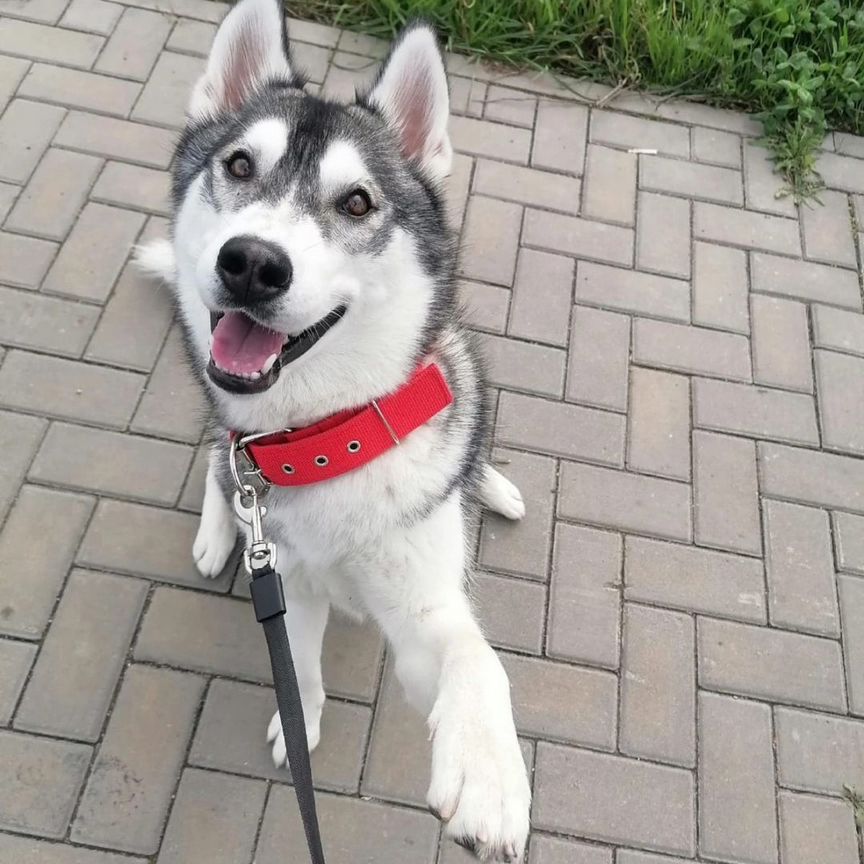 Сибирский хаски, овчарка