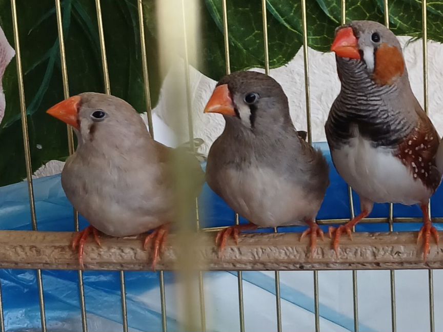 Зебровые амадины