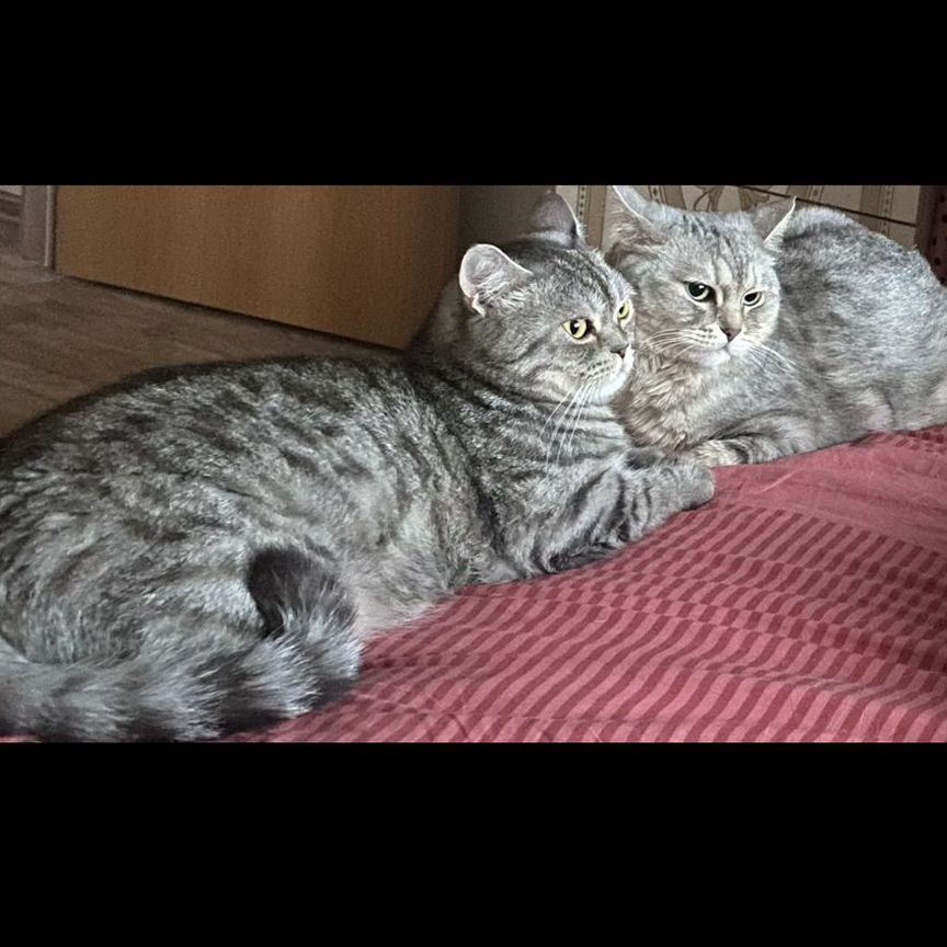 Британский котик