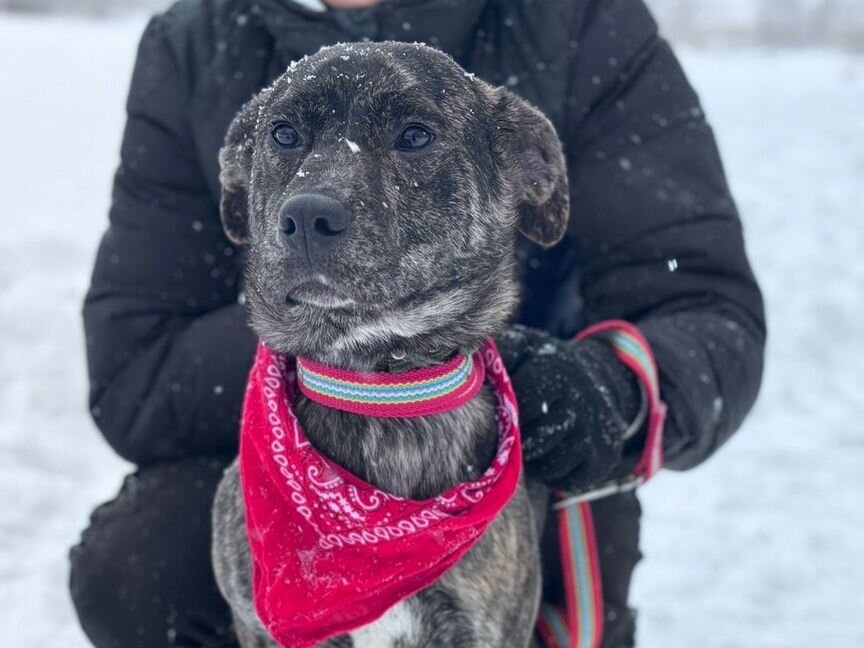 Классный, тигрового окраса щенок Луи