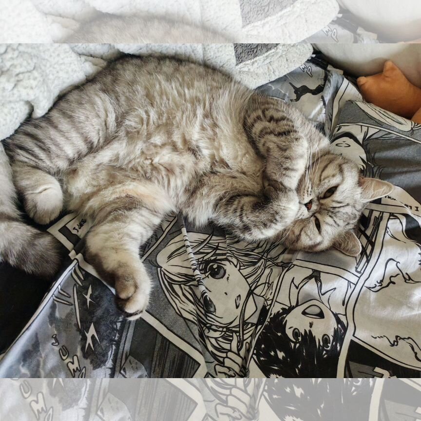 Шотландская прямоухая кошка