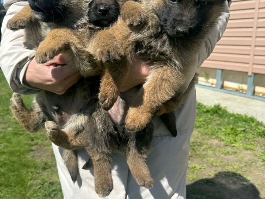 Щенки немецкой овчарки бесплатно