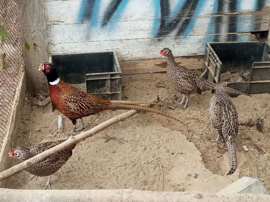 Фазан охотничий