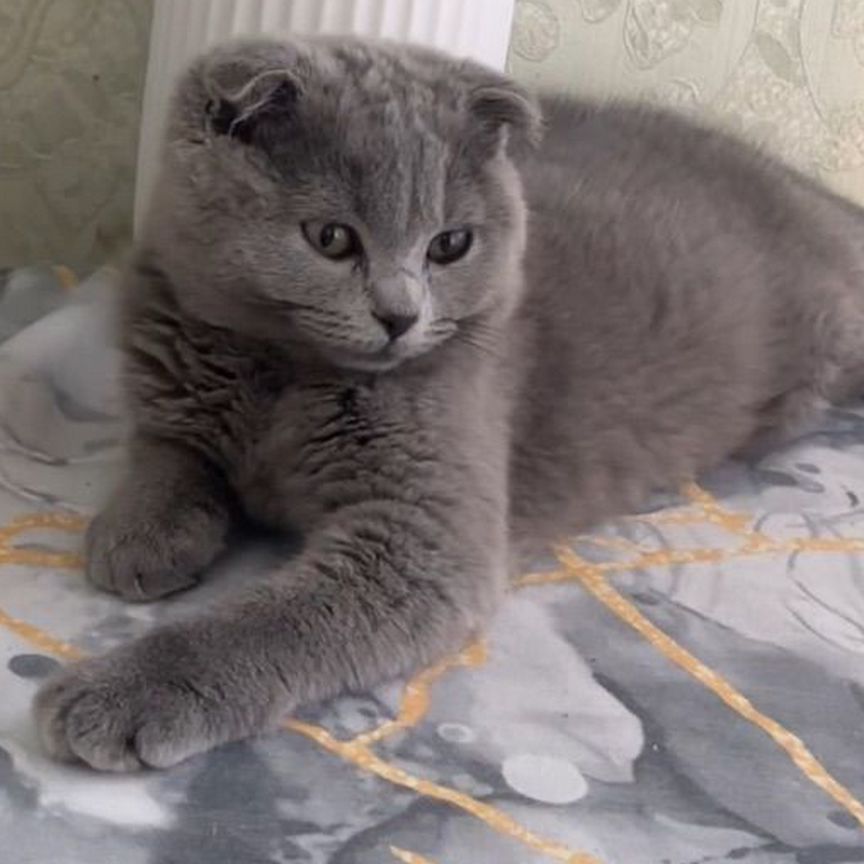 Шатланская кошка девочка