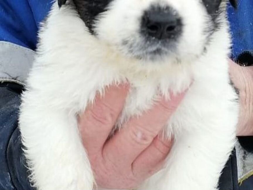 Щенки московских сторожевых