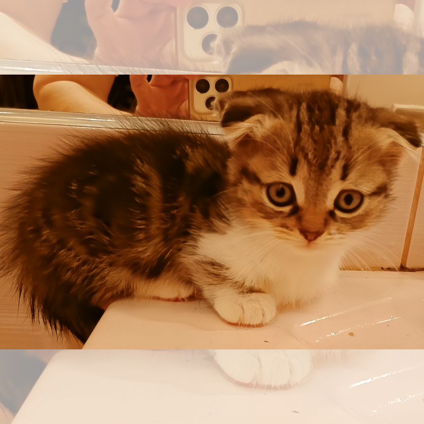 Манчкин котёнок