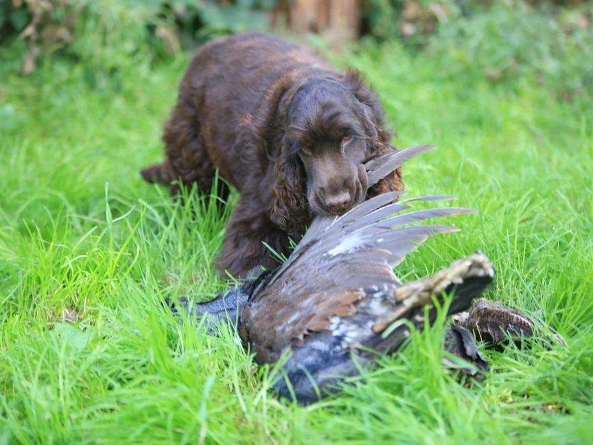 Английский кокер спаниель щенки