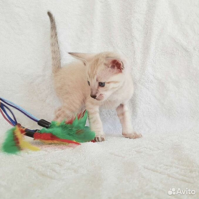 Ориентальный чудо мальчик