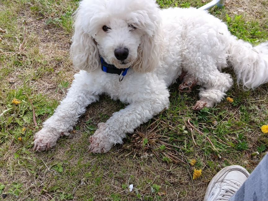 Кобель для вязки пудель средний