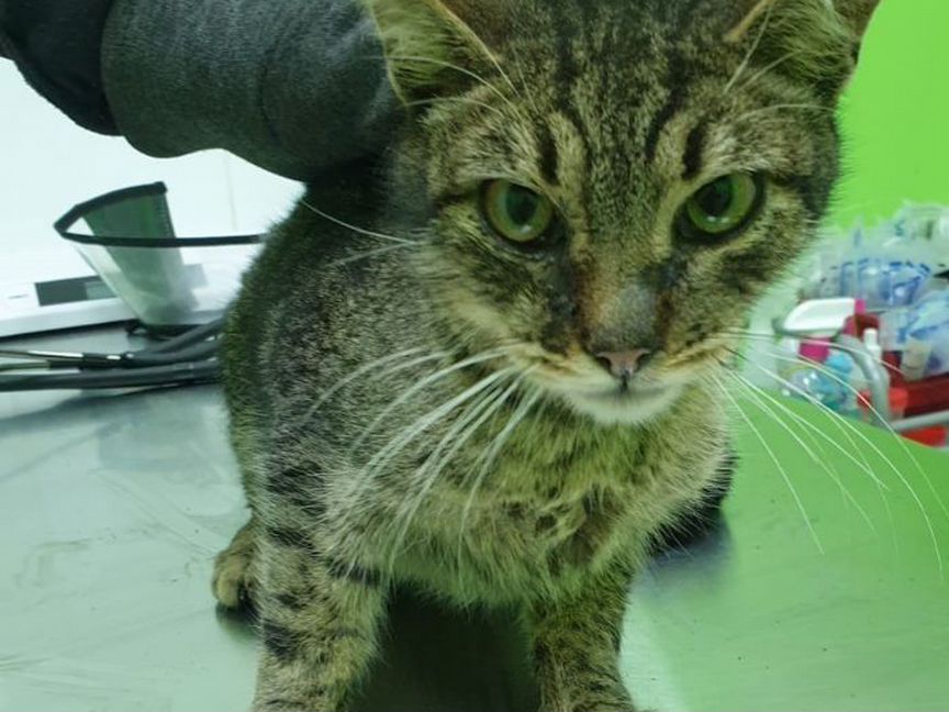 Котик умирал на улице