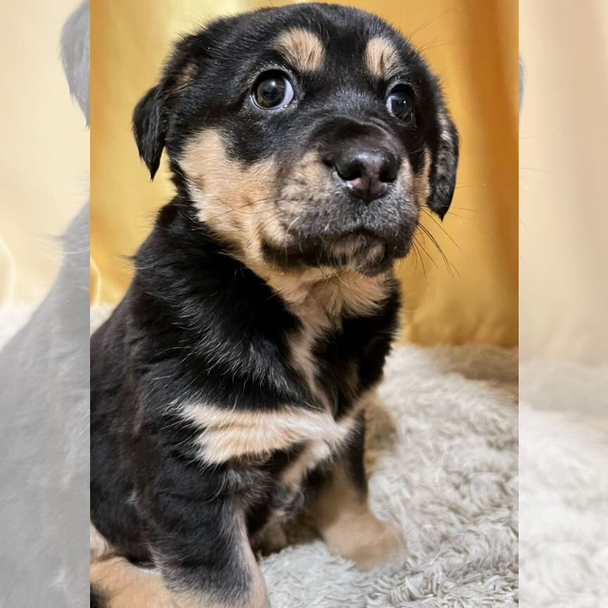 Ищем хозяина, отдам собкаку