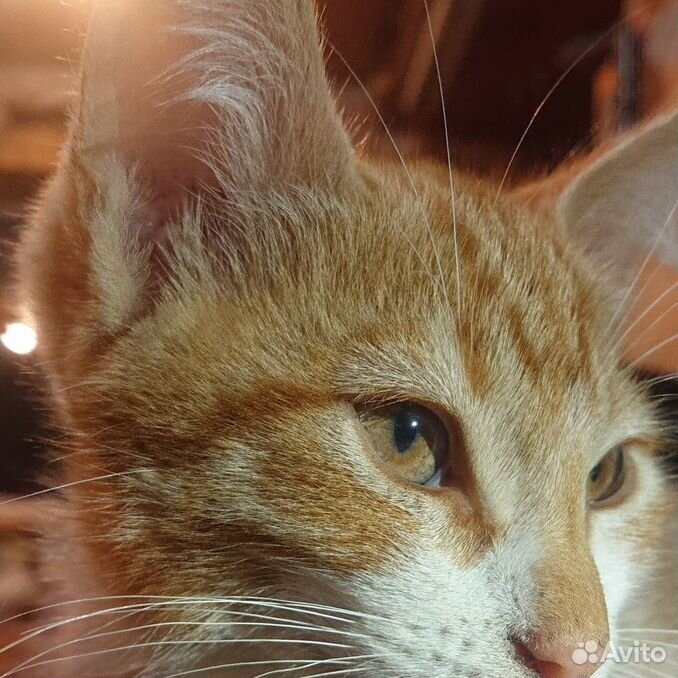 Котёнок для души