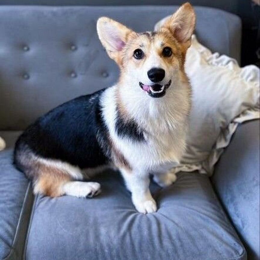 Корги девочка 9,5 месяцев