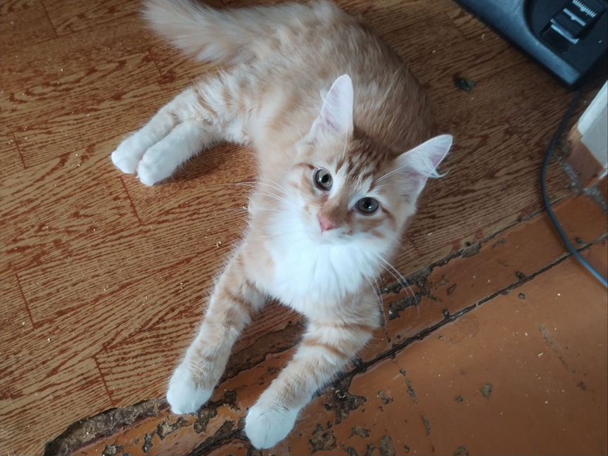 Кошка и котёнок отдам в ответственные руки
