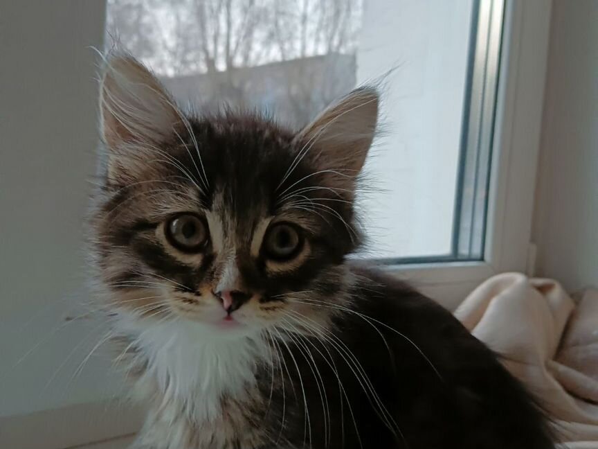 Отдам котенка в добрые руки