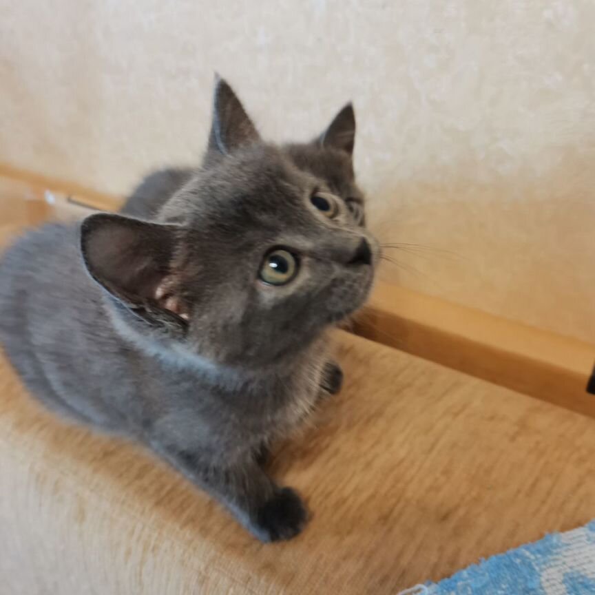 Отдам котят в очень добрые руки