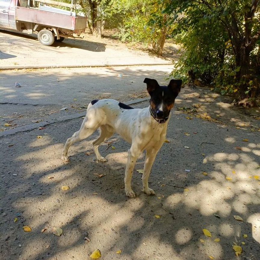 Пристраивается в добрые руки