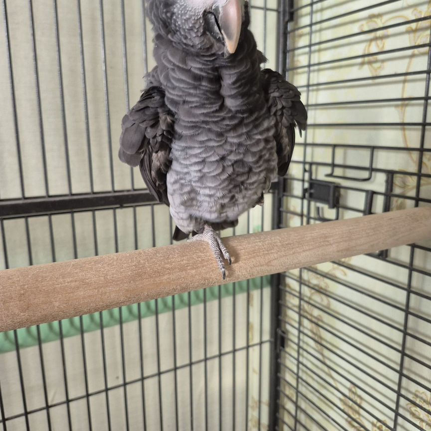 Говорящий попугай