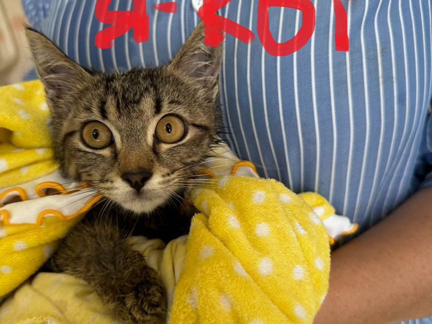 Котик в добрые руки