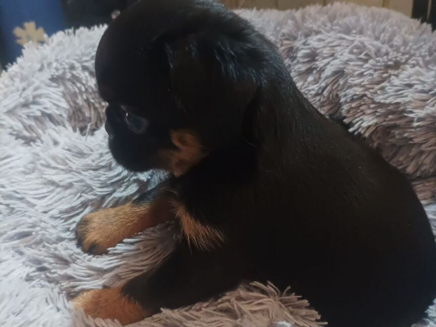 Пти брабансон девочка