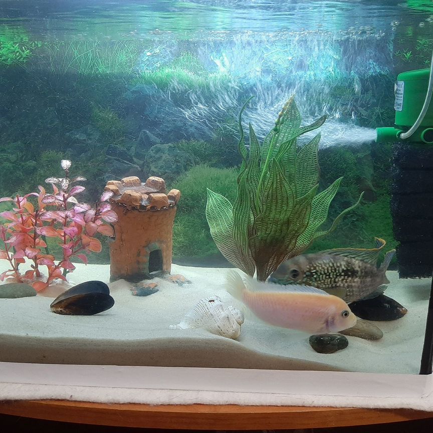 Аквариум
