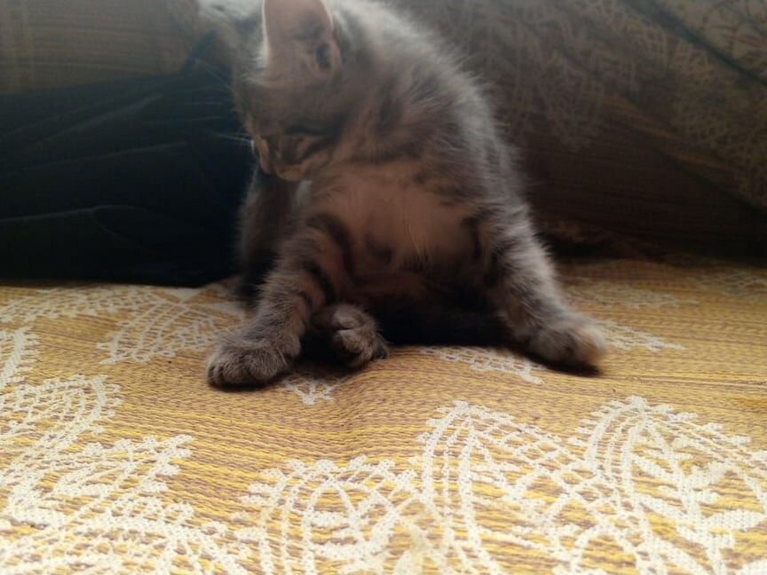 Кошка