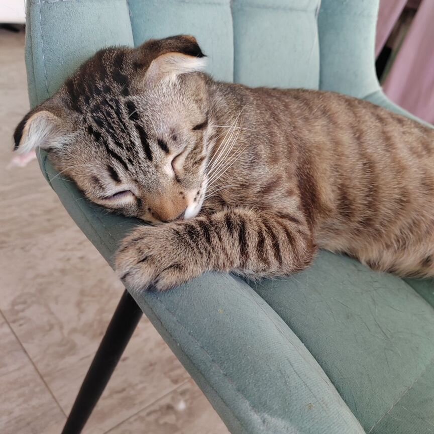 Котик в добрые руки