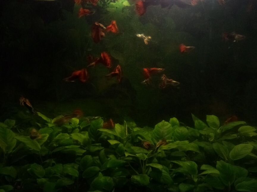 Рыбка гуппи краснохвостая