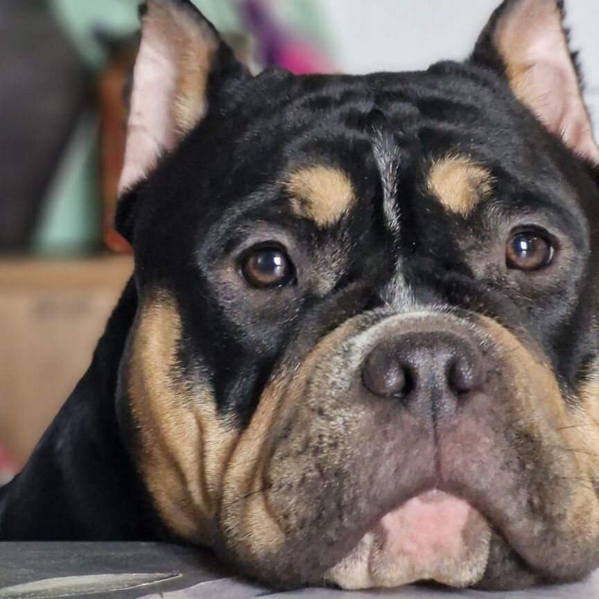 Американский булли