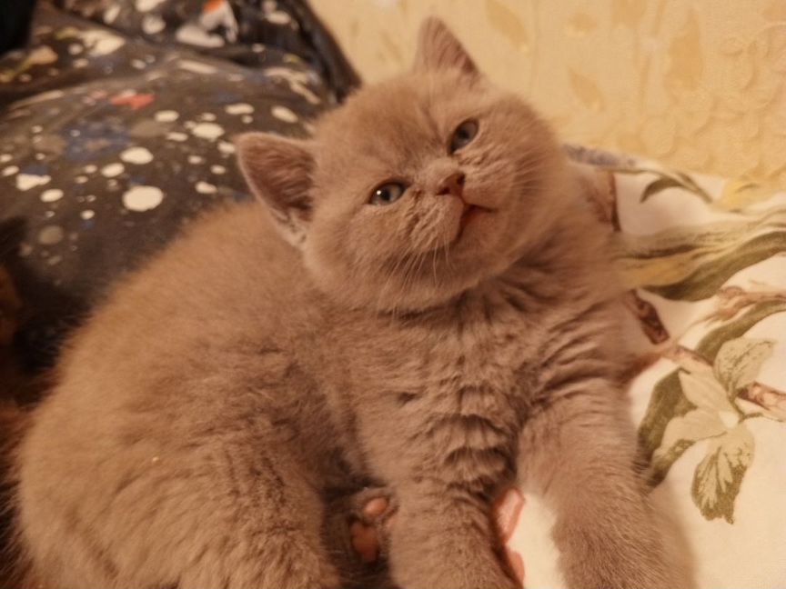 Британские котята