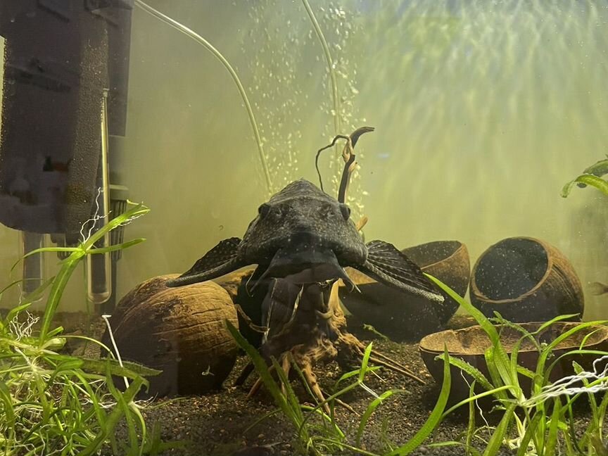 Сом птеригоплихт