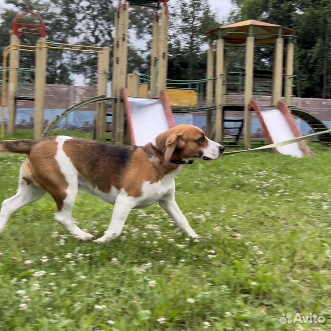 Эстонская гончая щенки