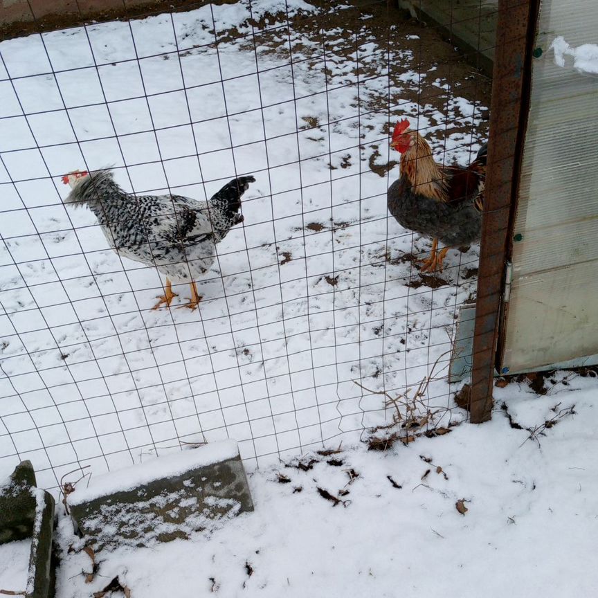 Куры петухи