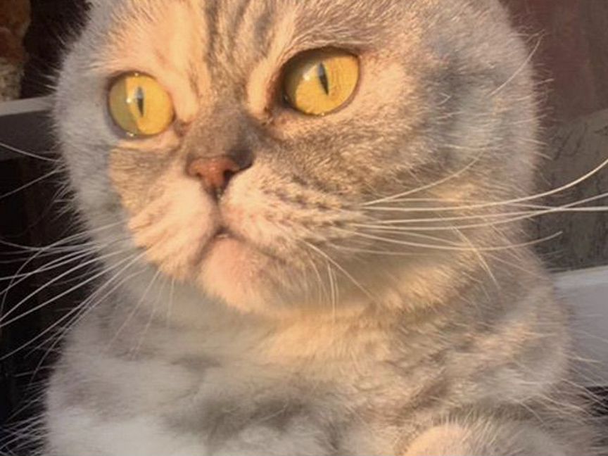 Шотландская вислоухая кошка