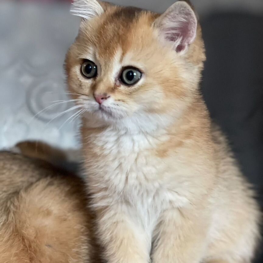 Шотландский котенок