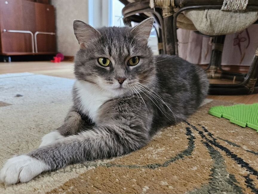 Кошка Симка