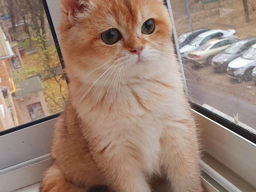 Котик золотой британский