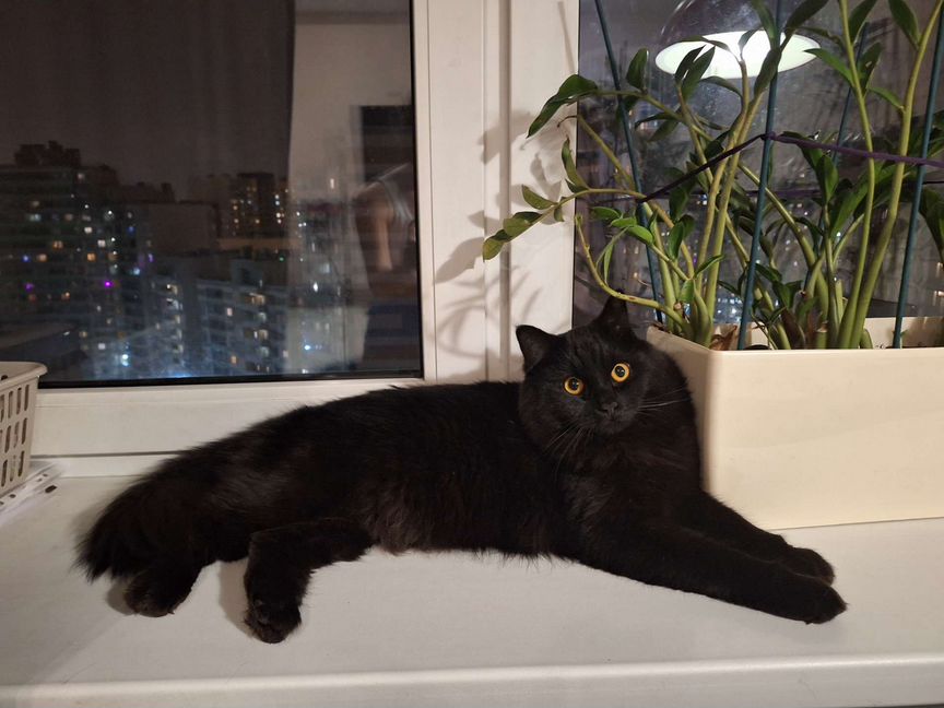 Коты в добрые руки бесплатно