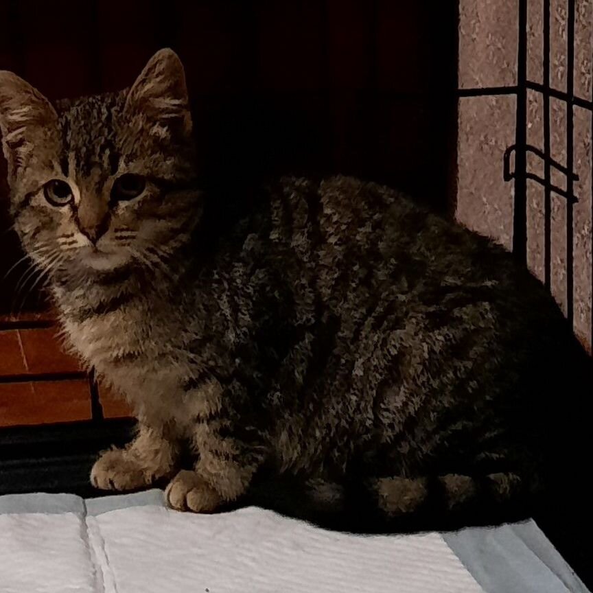 Маленький котенок в добрые руки бесплатно