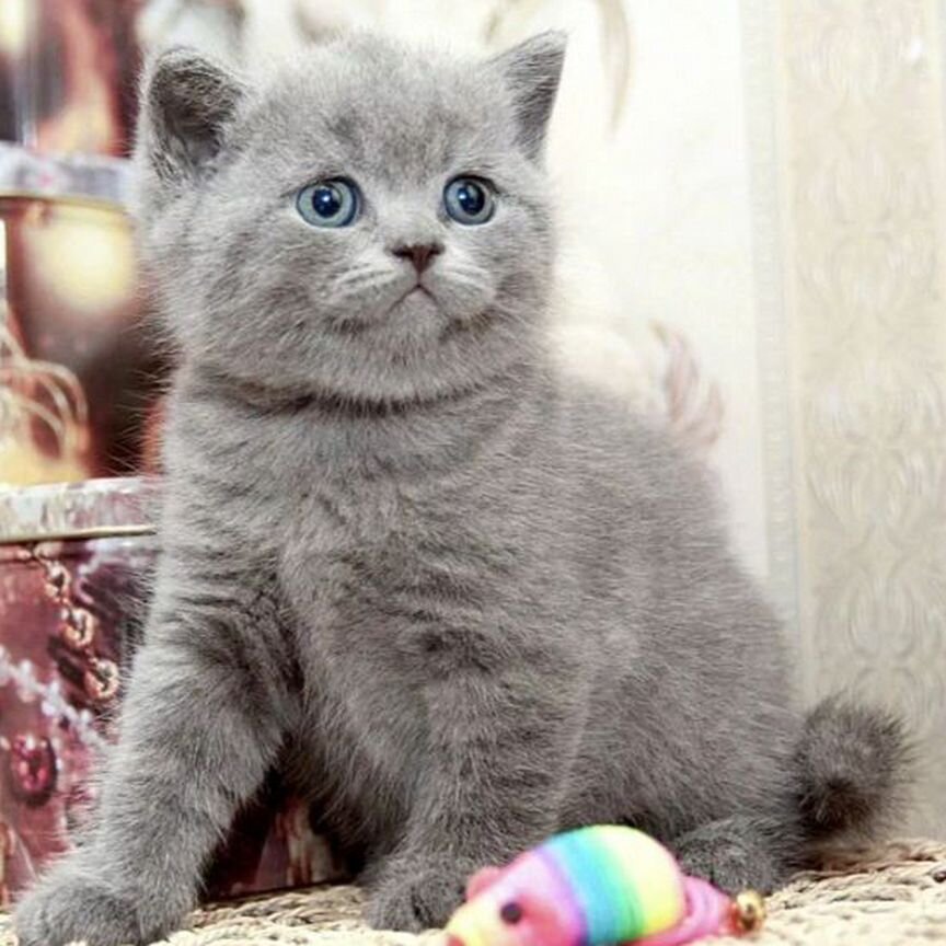 Плюшевые котятки