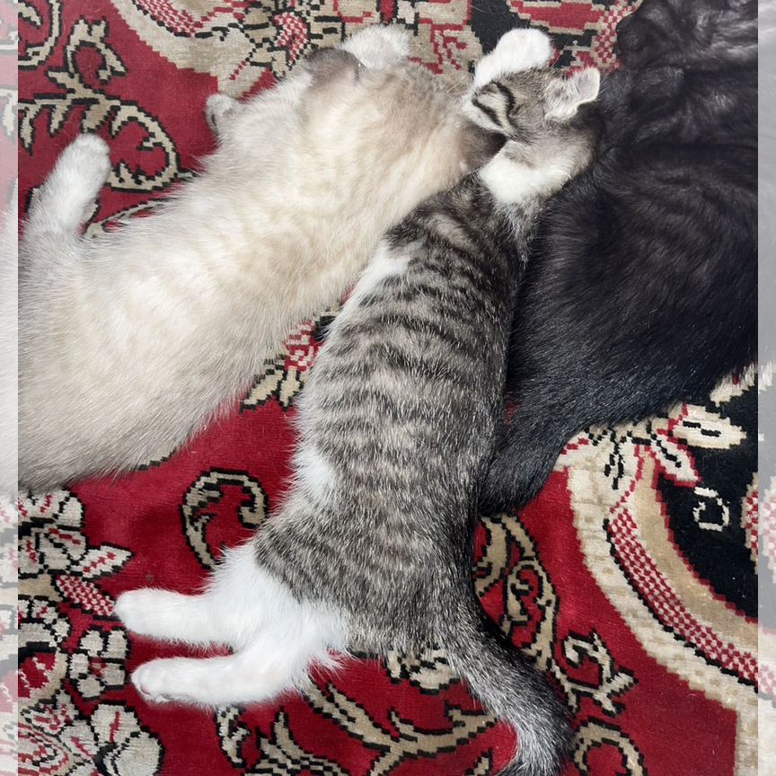 Британские котята
