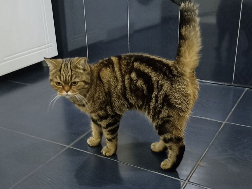 Британская кошка