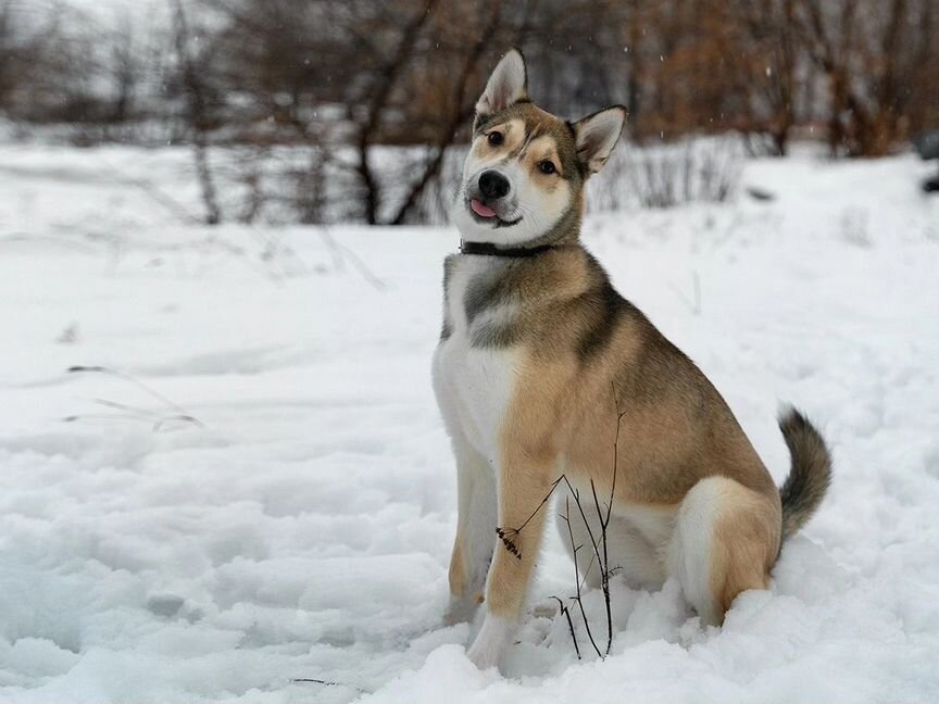 Лайка