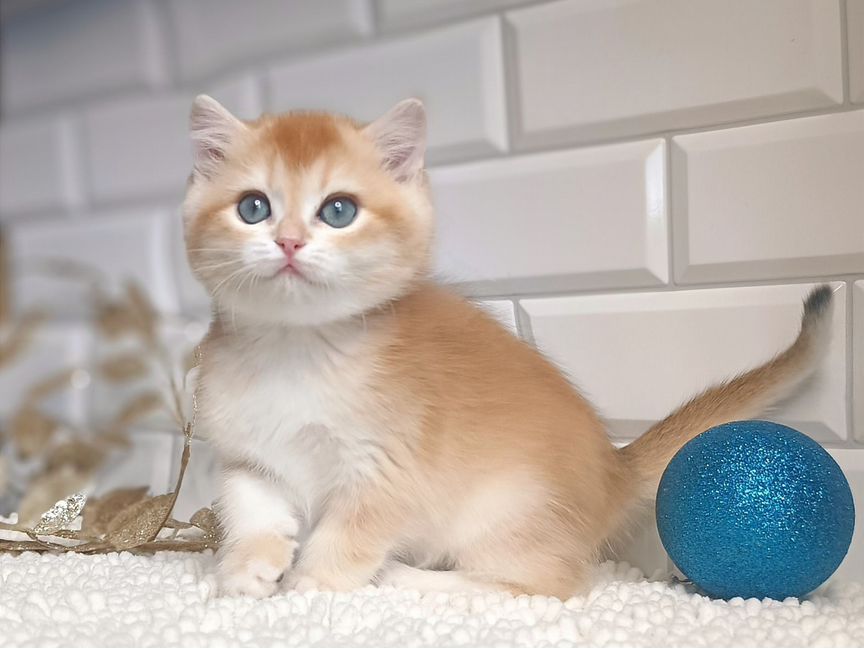 Котята золотая шиншилла