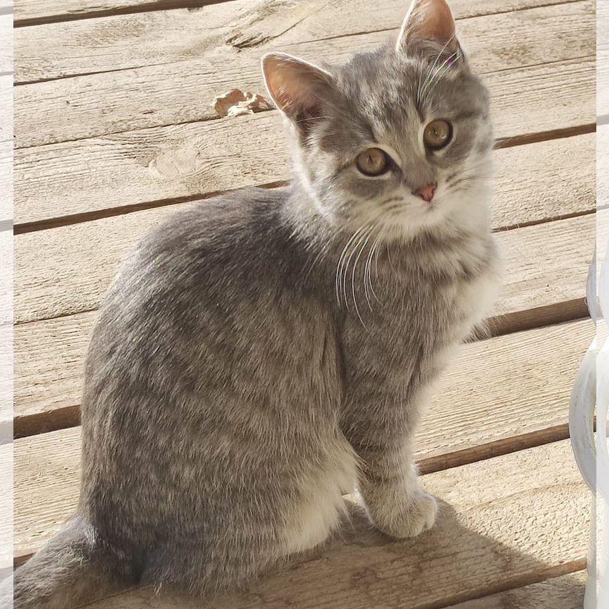 Котята в добрые руки