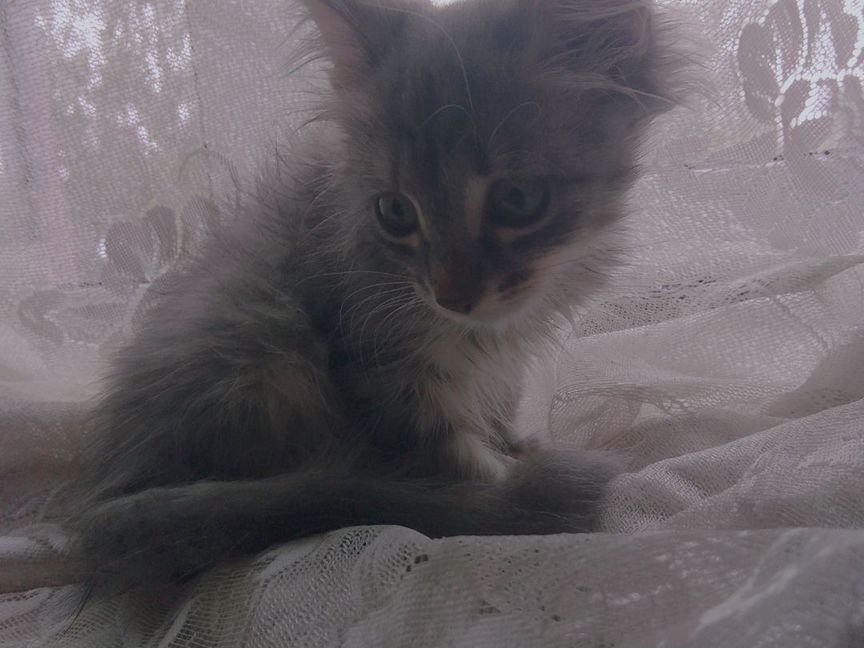 Домашние животные кошки