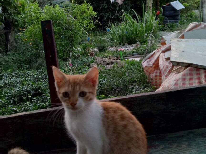 Кошка в дар