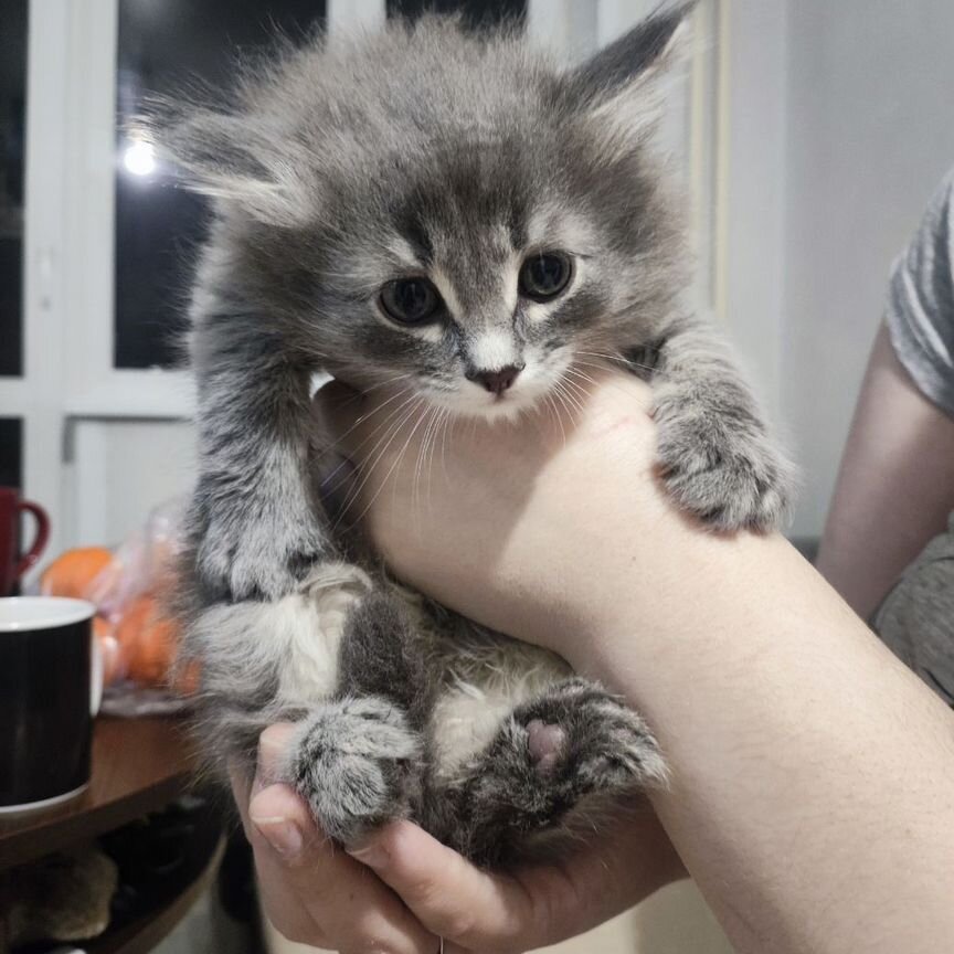 Сибирский котёнок